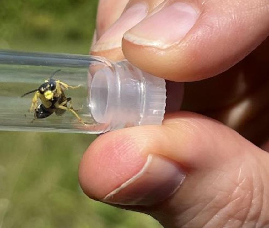 Bee Walk with Spencer Hardy , 27 July 2024 – The Peter A. Krusch Nature ...